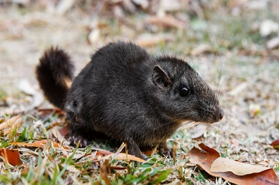 Animals That Start with L | Interesting Facts with Pictures