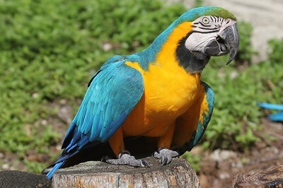 Animals That Start with M | Interesting Facts with Pictures