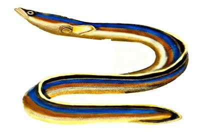 Animals That Start with X | Interesting Facts with Pictures