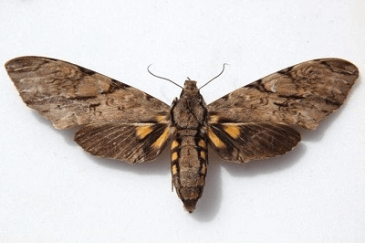 Animals That Start with X | Interesting Facts with Pictures