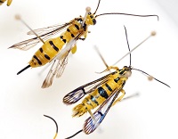 Animals That Start with X | Interesting Facts with Pictures