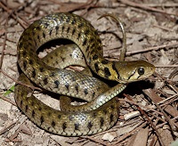 Animals That Start with X | Interesting Facts with Pictures