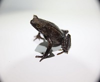 Animals That Start with X | Interesting Facts with Pictures