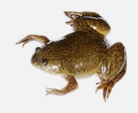 Animals That Start with X | Interesting Facts with Pictures