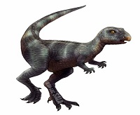 Animals That Start with X | Interesting Facts with Pictures