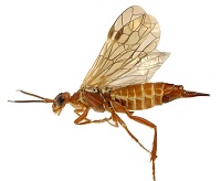 Animals That Start with X | Interesting Facts with Pictures