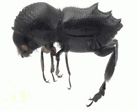 Animals That Start with X | Interesting Facts with Pictures