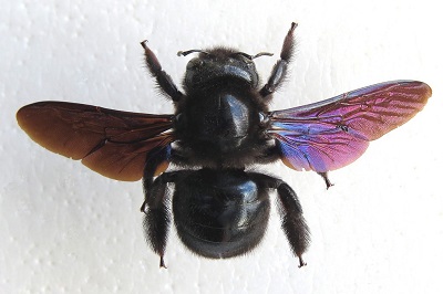 Animals That Start with X | Interesting Facts with Pictures