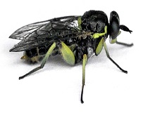 Animals That Start with X | Interesting Facts with Pictures