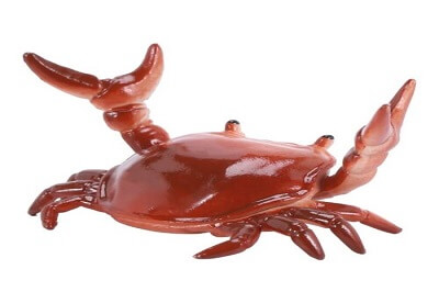 Animals That Start with X | Interesting Facts with Pictures