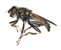 Animals That Start with X | Interesting Facts with Pictures