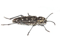 Animals That Start with X | Interesting Facts with Pictures