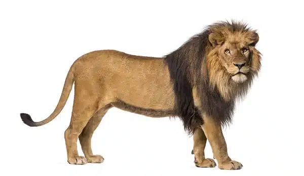 Lion Definition | Characteristics & Facts