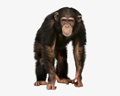 Chimpanzee Definition | Characteristics & Facts