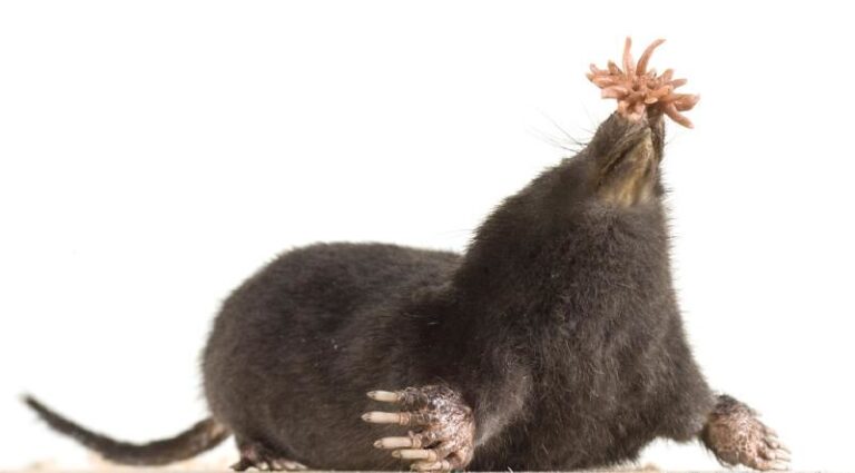 Star-nosed mole Definition | Characteristics & Facts