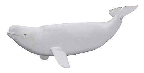 Beluga whale Definition | Characteristics & Facts