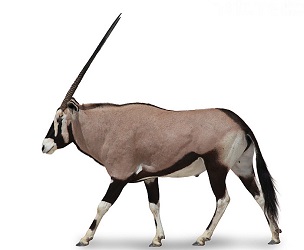 Gemsbok Definition | Characteristics & Facts