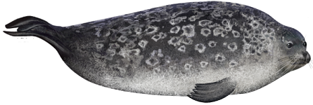 Ringed-seal-definition-characteristics-facts