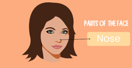 Ears | Definition, Synonyms, Antonyms & Anatomy