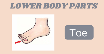 Ankle | Definition, Etymology, Functions & Anatomy